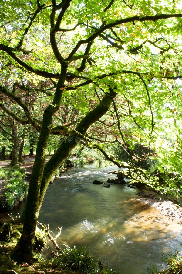 River stock photo. Image of tree, fresh, forest, trees - 953806