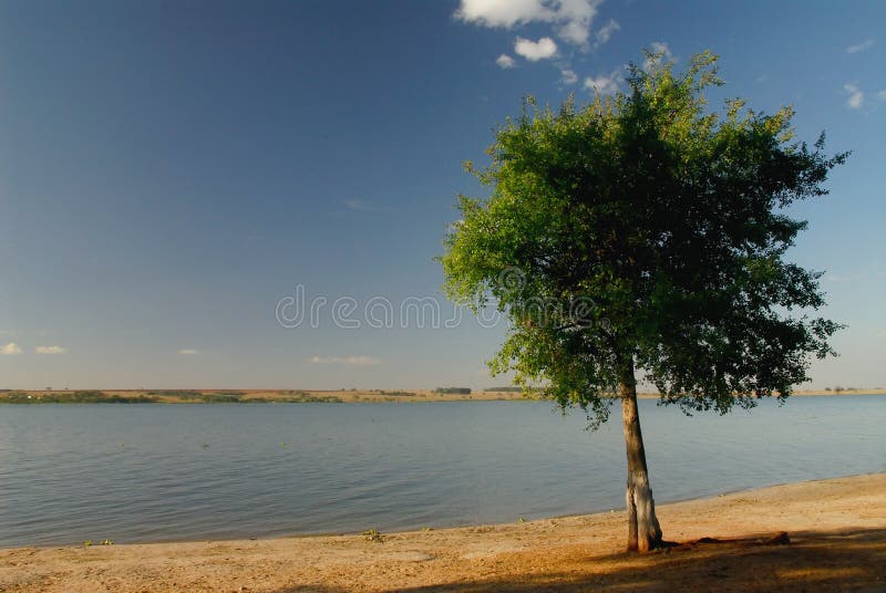 Tree and river stock photo. Image of river, clouds, tree - 952432
