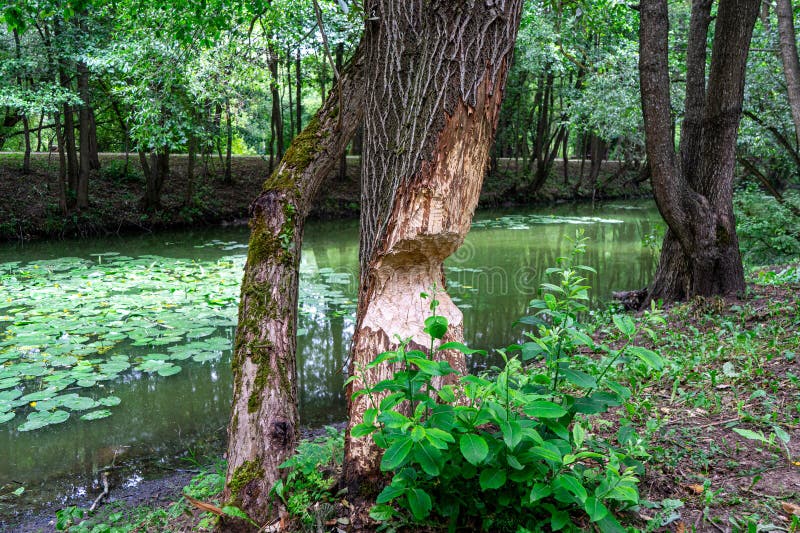 Tree on River Bank Gnawed by Beavers Stock Photo - Image of trees ...