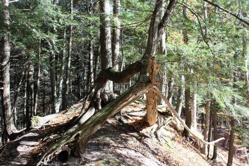 Tree on river bank stock photo. Image of next, side, root - 82870998