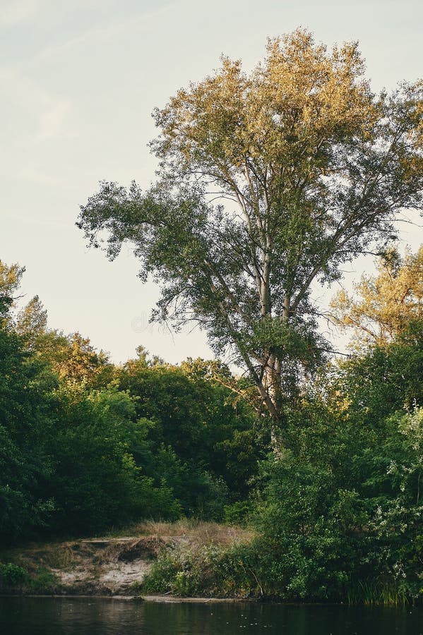 Tree on the River Bank Near the Water during Sunset Stock Image - Image ...