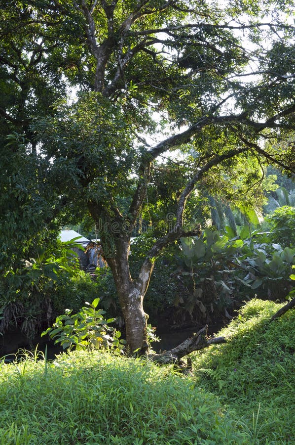 Tree on River Banks stock photo. Image of costa, river - 29298020