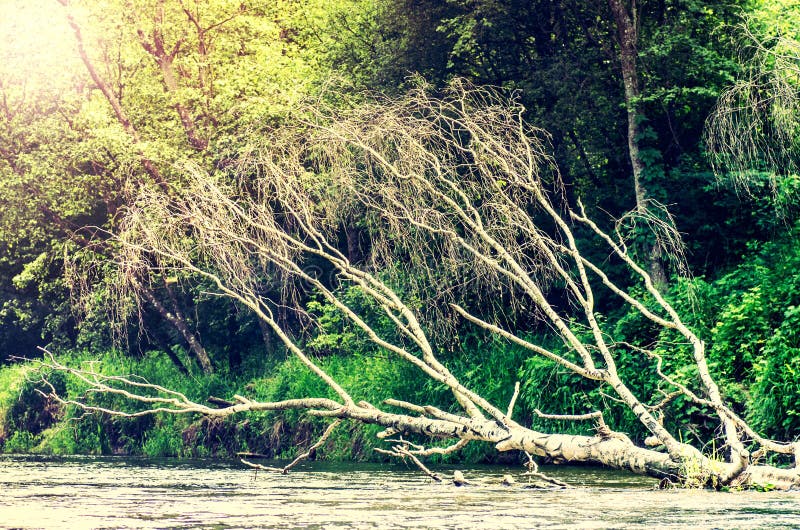 Tree in the river stock photo. Image of nature, tree - 42163532