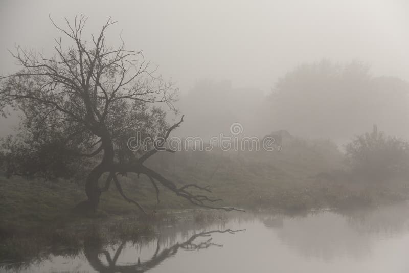Tree at the River with Reflection Stock Image - Image of landscape ...