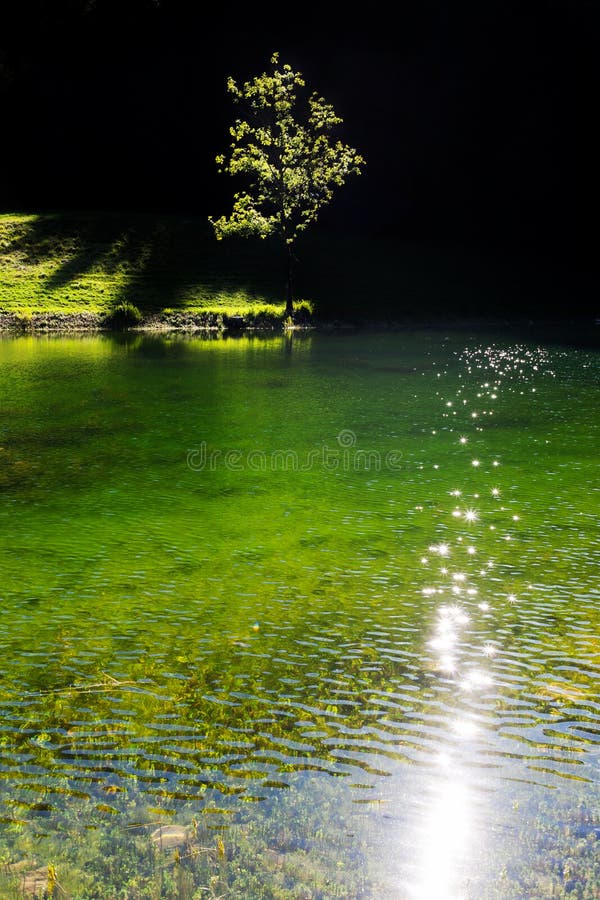 Tree and river sunshine stock image. Image of light, summer - 34770399