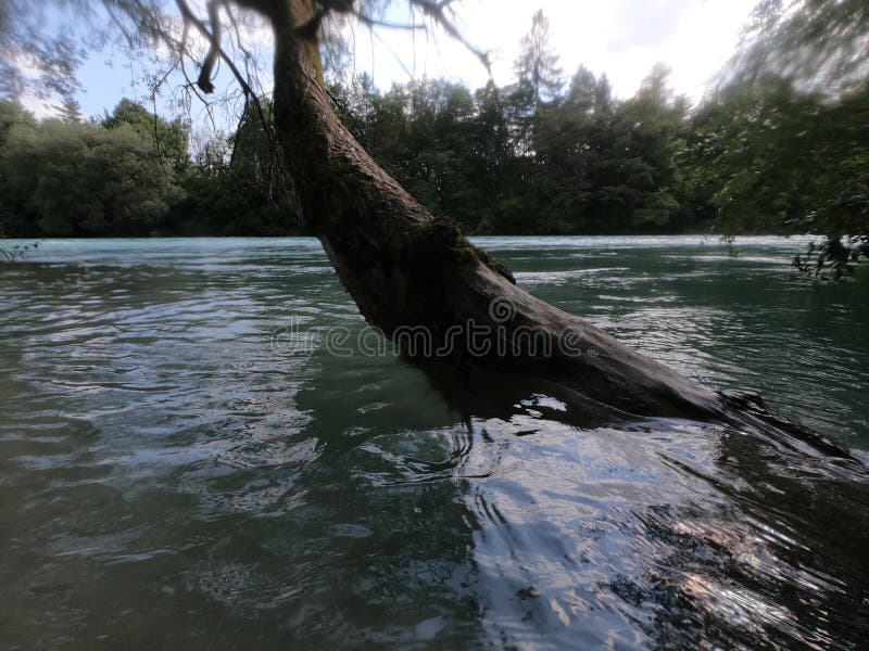Tree in the river stock image. Image of blue, water - 175988915