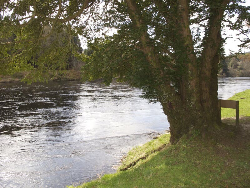 Old tree by the river stock image. Image of peaceful - 197050885
