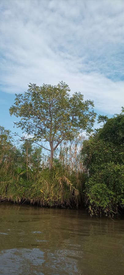 Tree in the river stock image. Image of woodland, jungle - 223103727