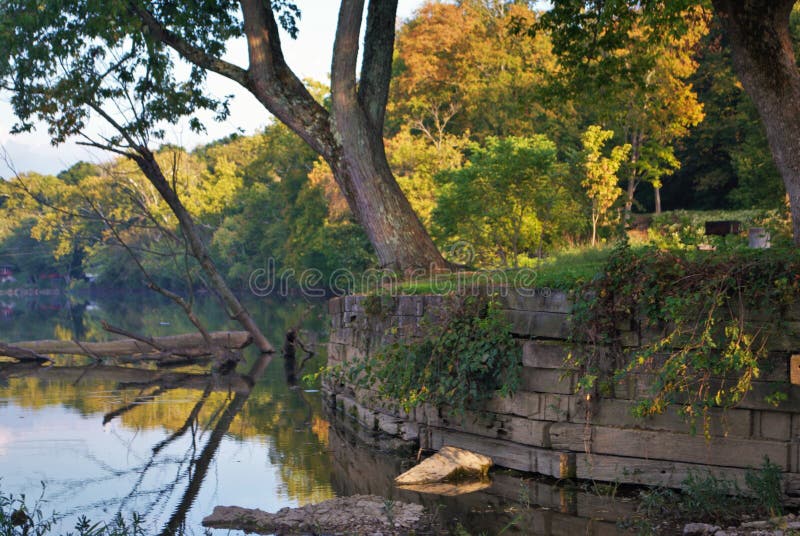Tree by the river stock photo. Image of plant, forest - 101272182