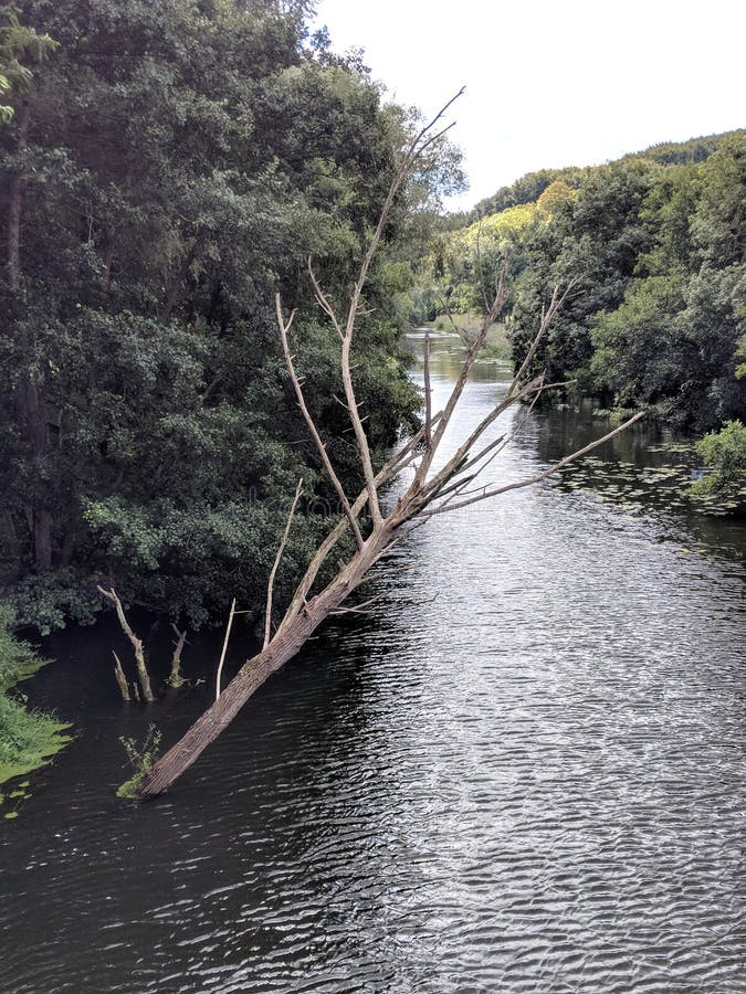 Tree in the river stock photo. Image of tree, dorset - 126294496
