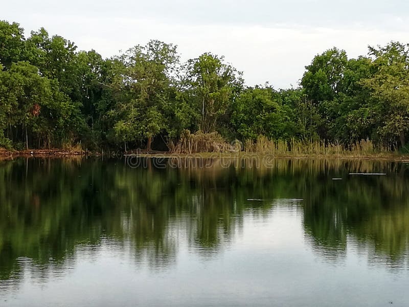 Tree and river stock image. Image of field, water, tree - 119794161