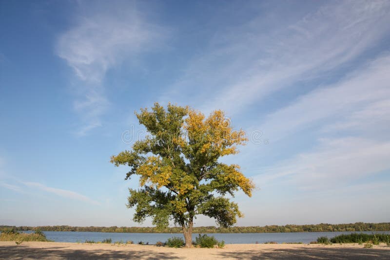 Tree on the riverbank stock image. Image of plant, weather - 16939745