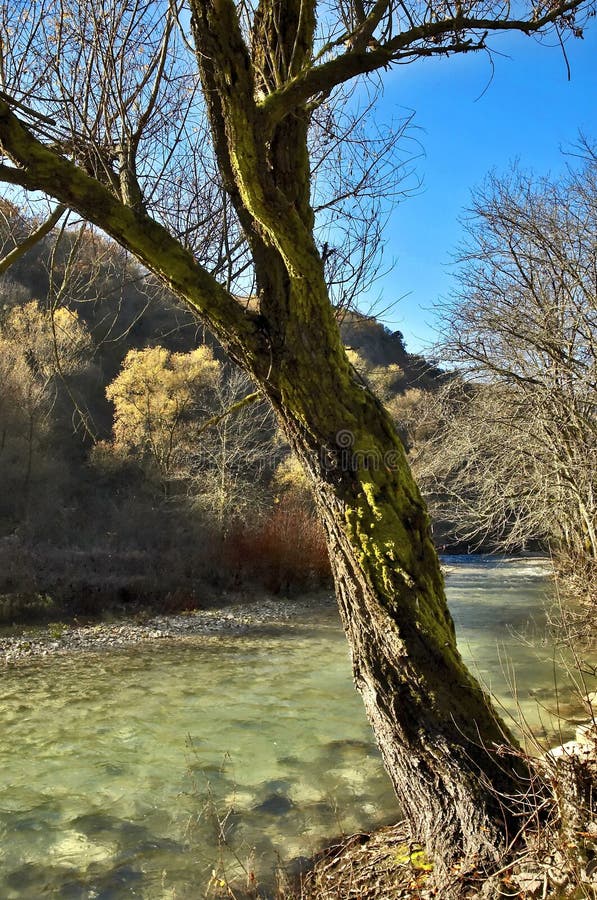 Tree on riverside stock image. Image of pure, trees, water - 1829531