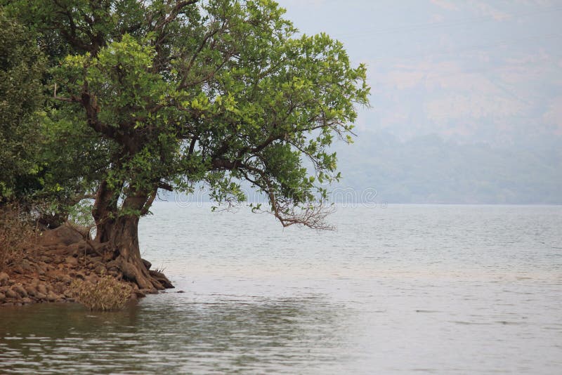 Riverside Tree Stump With Mountains At Sunrise Stock Photo - Image of ...