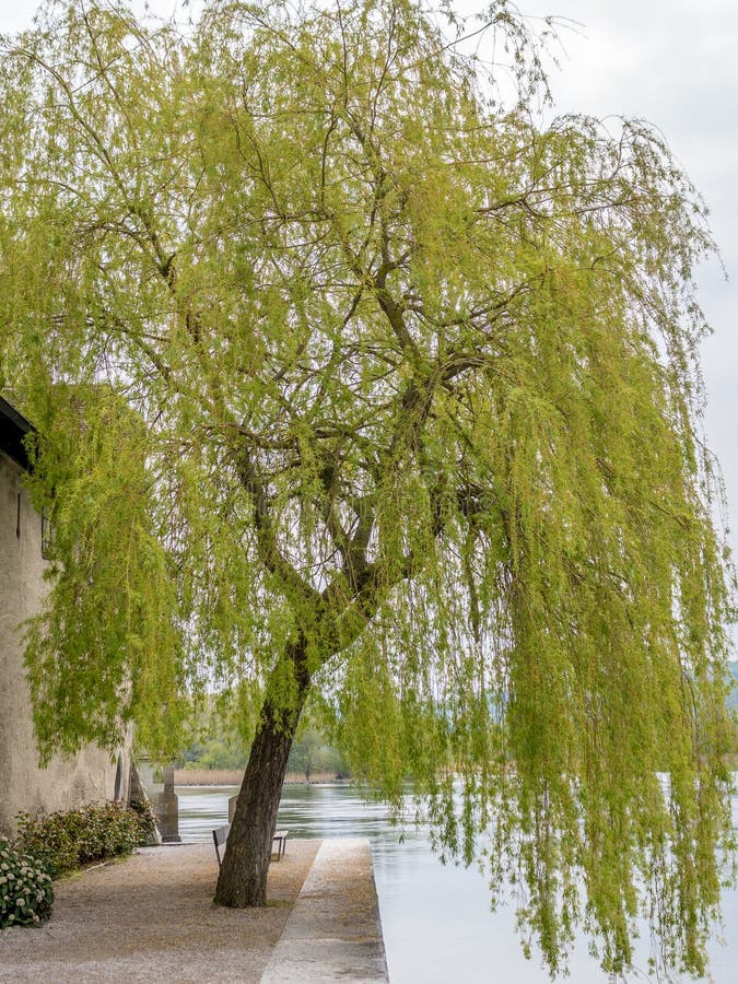 Tree on the Riverside of the Rhein Stock Image - Image of switzerland ...