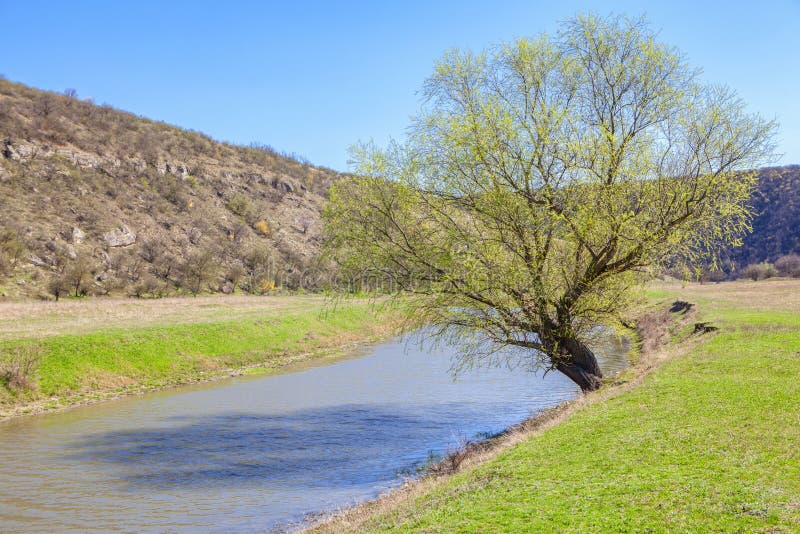 Tree on the riverside stock image. Image of blossom - 154223585