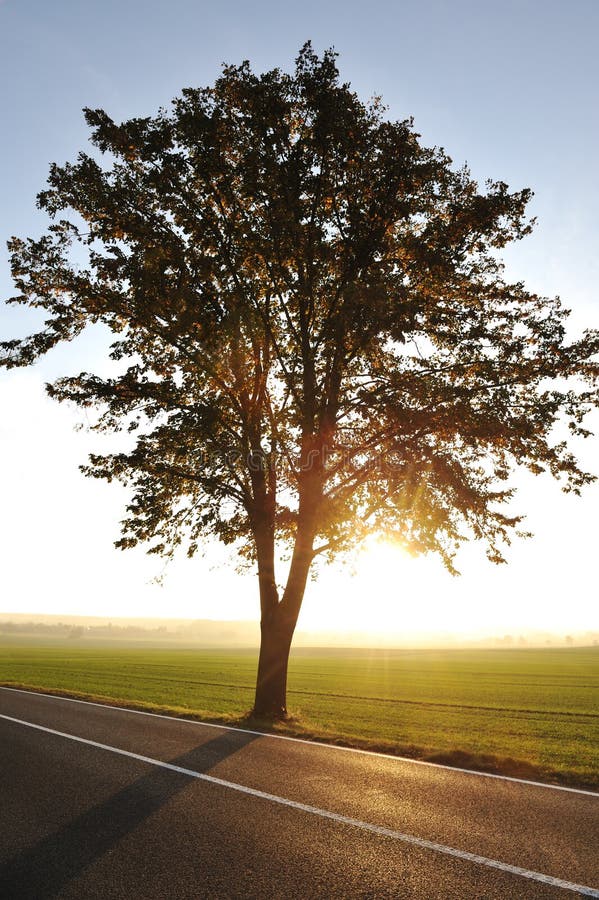 Tree on road stock image. Image of long, highway, scenery - 23355573