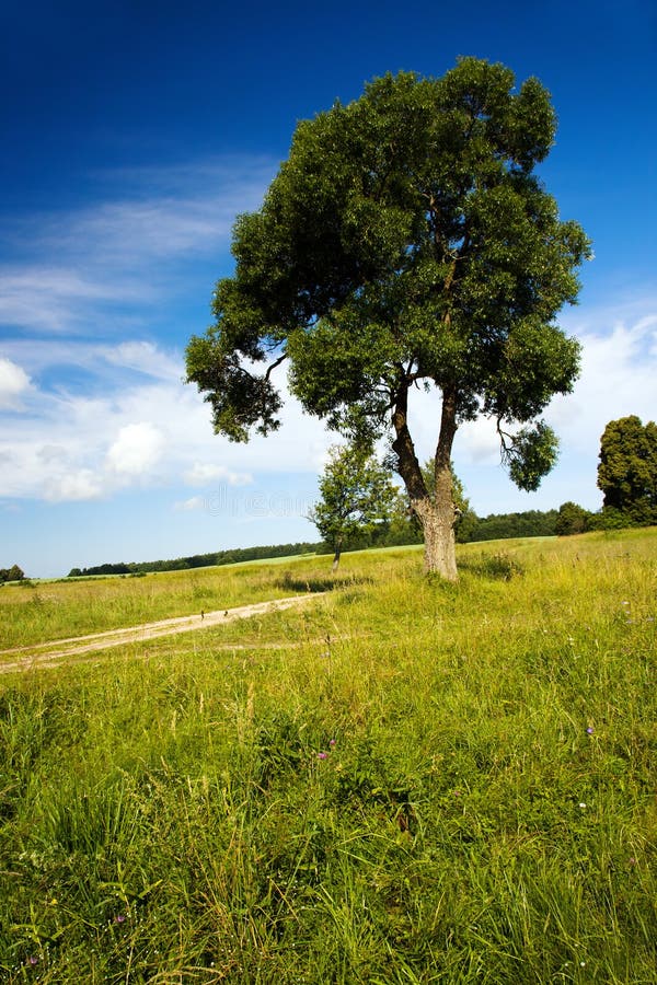 Tree at the road stock image. Image of fresh, country - 24481865