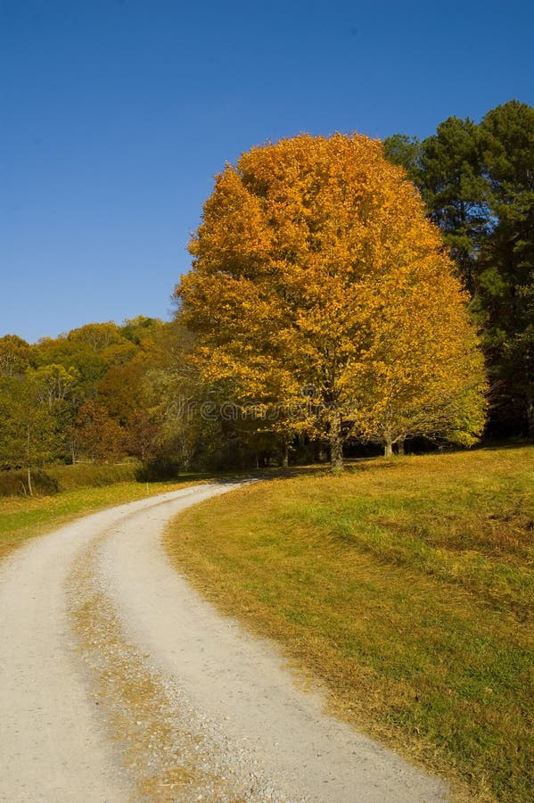Tree by road stock photo. Image of season, colors, road - 323988