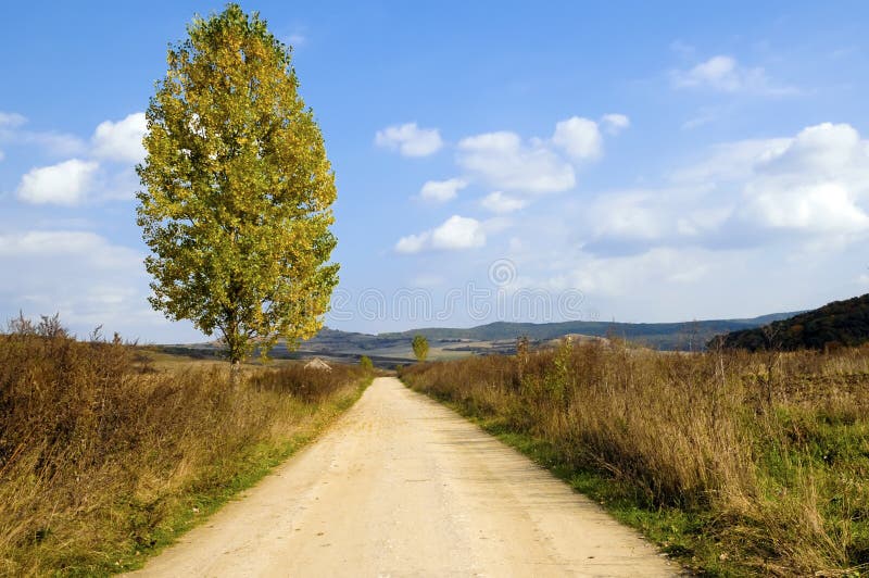 Tree and road stock photo. Image of panorama, grass, space - 8749890