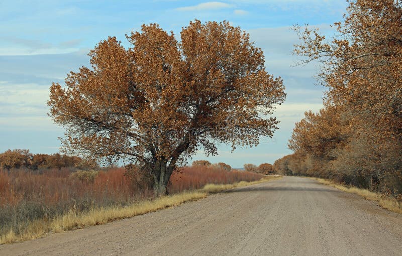 The tree and the road stock image. Image of dirt, apache - 310273099