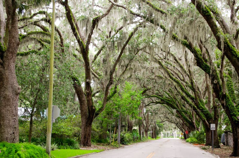 Tree road - Florida - USA stock photo. Image of autumn - 65207362