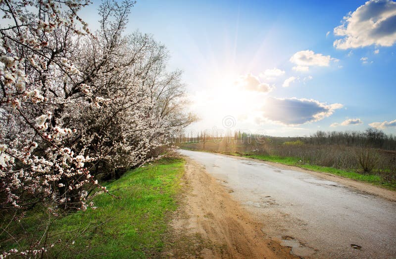 Tree by the road stock image. Image of grass, sunshine - 48494237