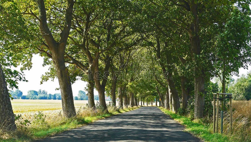 Road, Path, Tree, Sky Picture. Image: 134701316