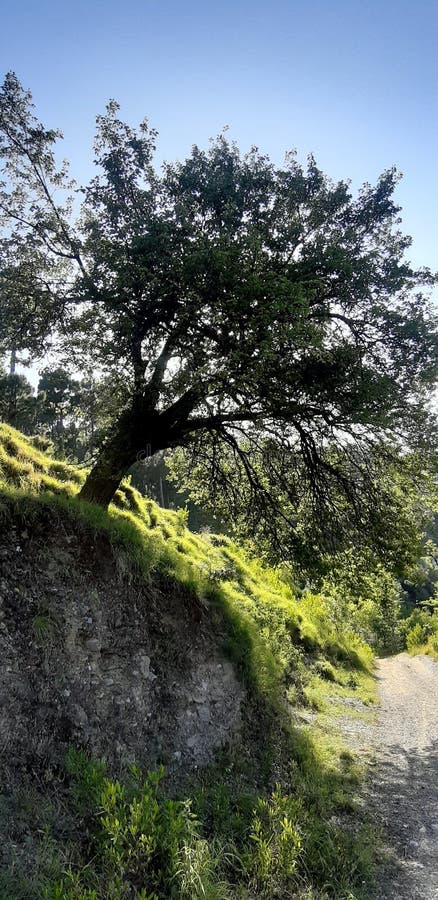 Tree in road side look stock image. Image of nature - 202985633