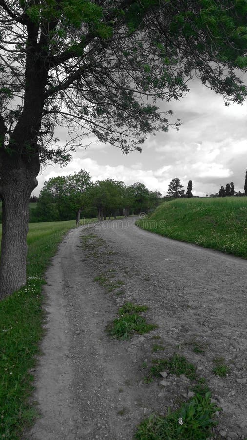 Tree on road stock image. Image of tree, landscape, nature - 159121171
