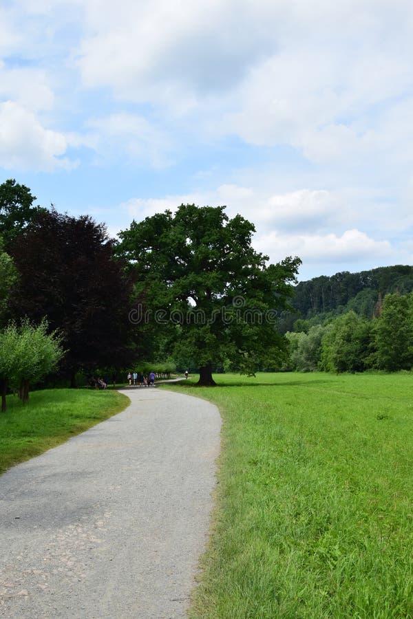Tree beside road stock photo. Image of clouds, grass - 229559412