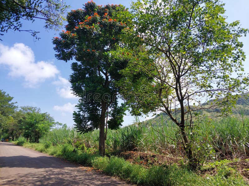 Tree at the Roadside Having Red Flowers Stock Photo - Image of ...