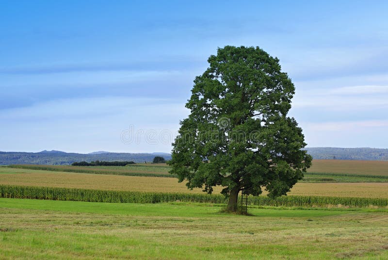 Robust Tree Texture stock image. Image of texture, trees - 46393805