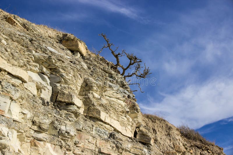 Tree Grows on Rock Cliff stock image. Image of blue, canyon - 43616915
