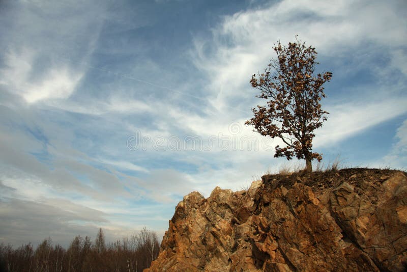 Alone Tree Picture. Image: 2266312