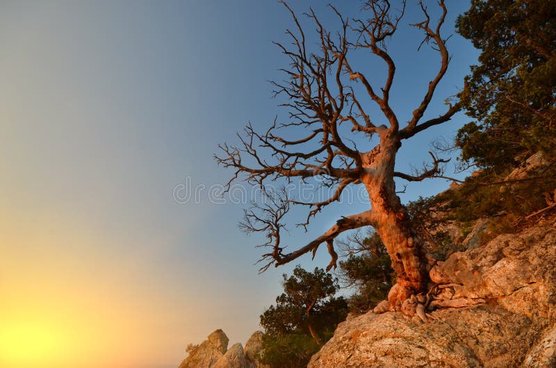Tree and rock stock image. Image of beauty, cape, sunny - 21714695