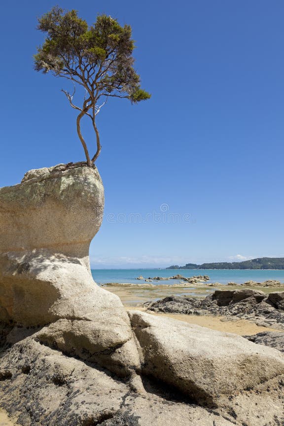 1,035 Tree Growing Out Rock Stock Photos - Free & Royalty-Free Stock ...