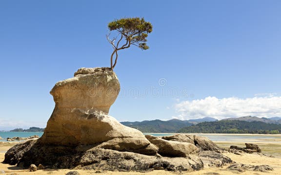 1,045 Tree Growing Out Rock Stock Photos - Free & Royalty-Free Stock ...