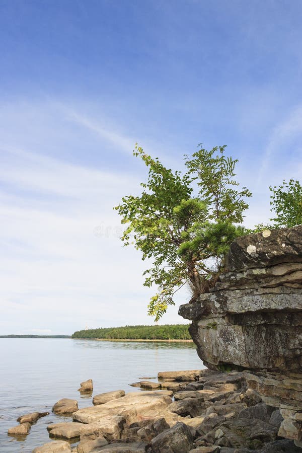 Tree on a rock stock image. Image of cliffs, tranquil - 25194183