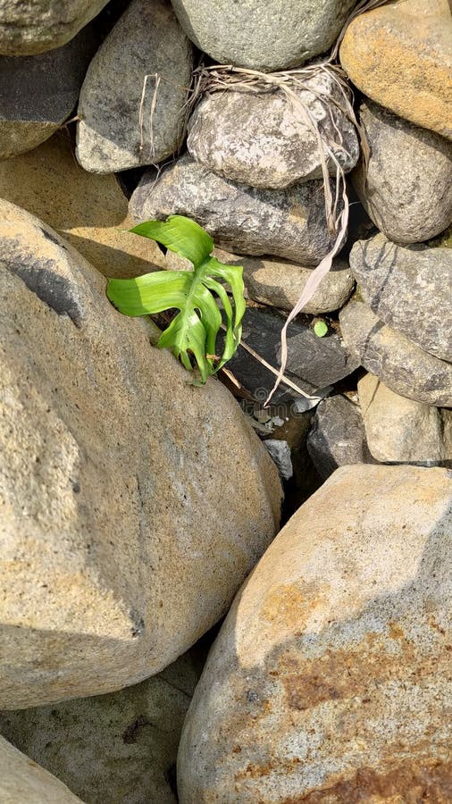 Tree and rock stock image. Image of batu, tree, daun - 322441413
