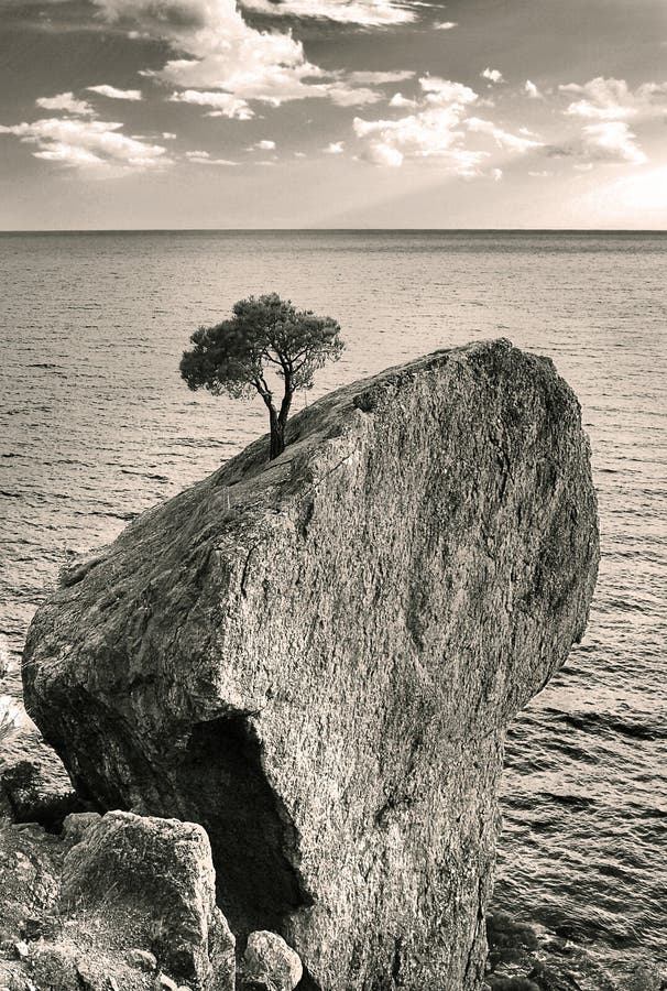 Tree on rock stock image. Image of cloud, plant, horizon - 8218115