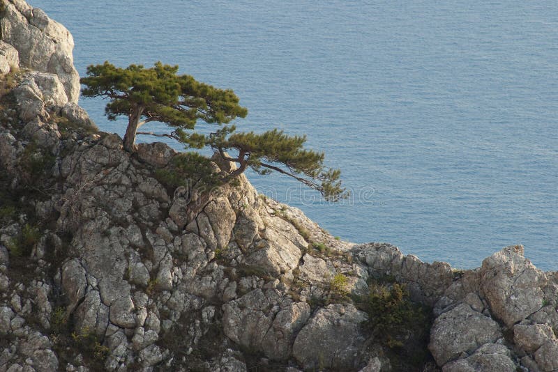 Tree on a rock stock image. Image of nonperishable, hardiness - 9154809