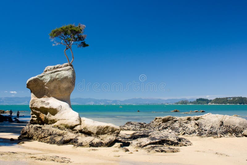 Tree on a Rock at the Beach Stock Image - Image of holidays, shore ...