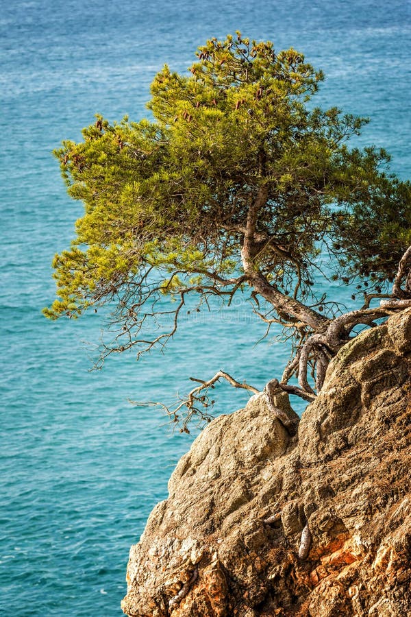 Cloud in sky stock photo. Image of clear, heaven, vast - 43626274