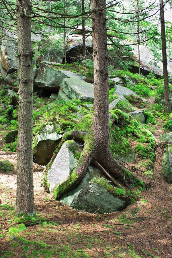 Tree on a rock stock photo. Image of nature, moss, tree - 47810920