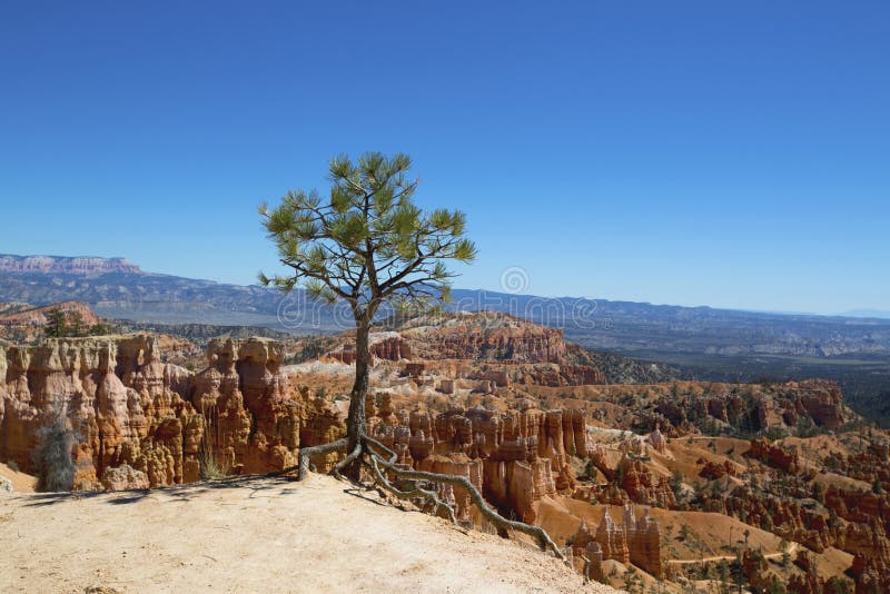 Tree and Rock Formations in Bryce Canyon National Park, Utah Stock ...