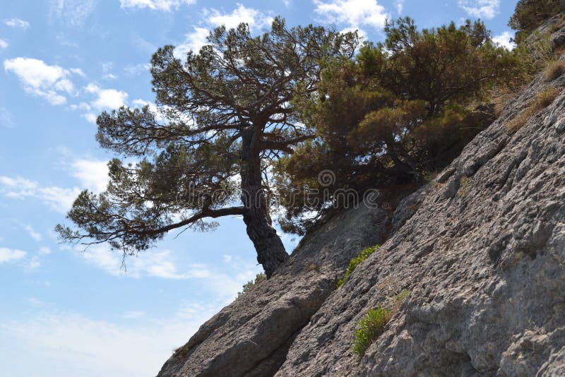 Tree in a rock stock photo. Image of rock, force, life - 86165152