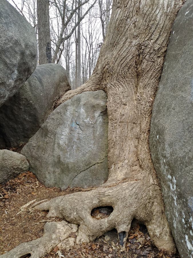 Tree Grow in Rock Trunk Boulder Forest Stones Stock Image - Image of ...
