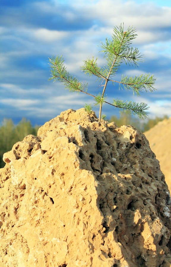 Tree on a rock stock photo. Image of mountains, height - 92191710