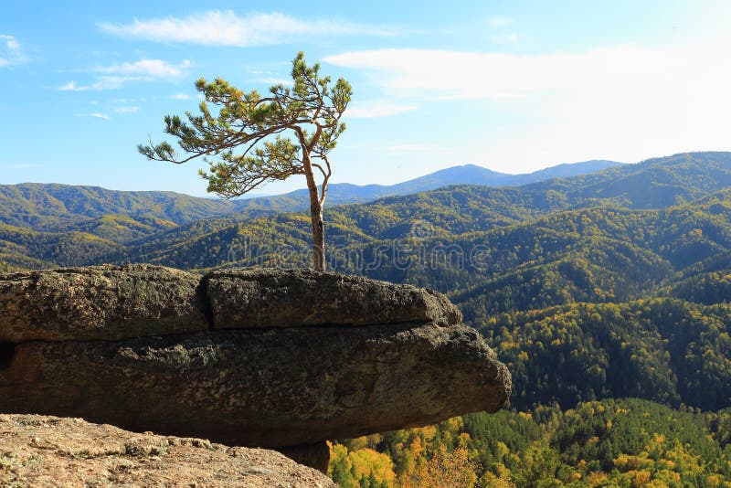 Tree on the rock stock image. Image of clouds, travel - 39583085